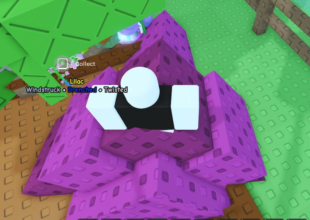 i got a big moon melon without using a sprinkler method, here it is ...