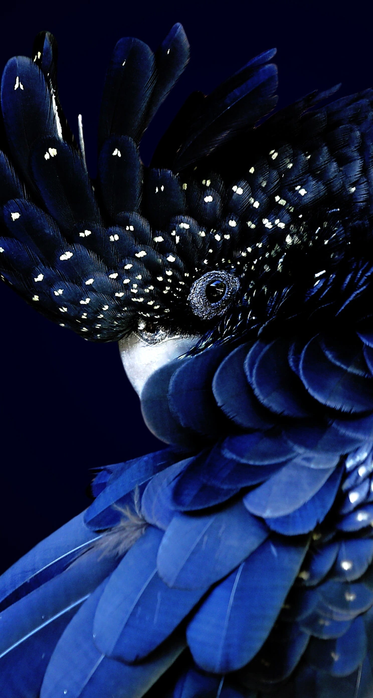 - Overgrown - OT Art! - CW: mushroooooooms | Fandom