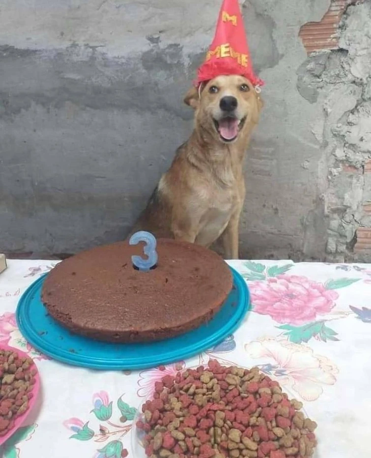 HAPPAY BORT HAY DOG SENT BY SHAI | Fandom