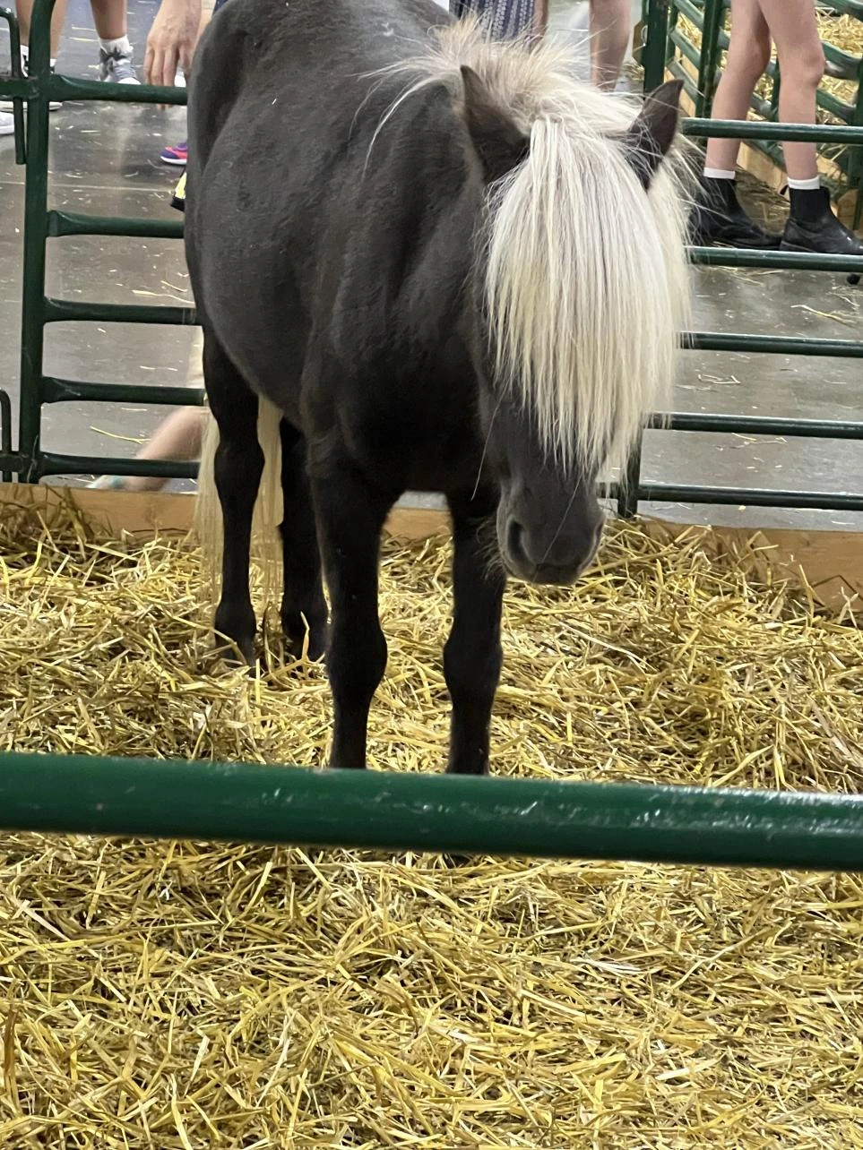 emo ahh horse bro 😭😭 | Fandom