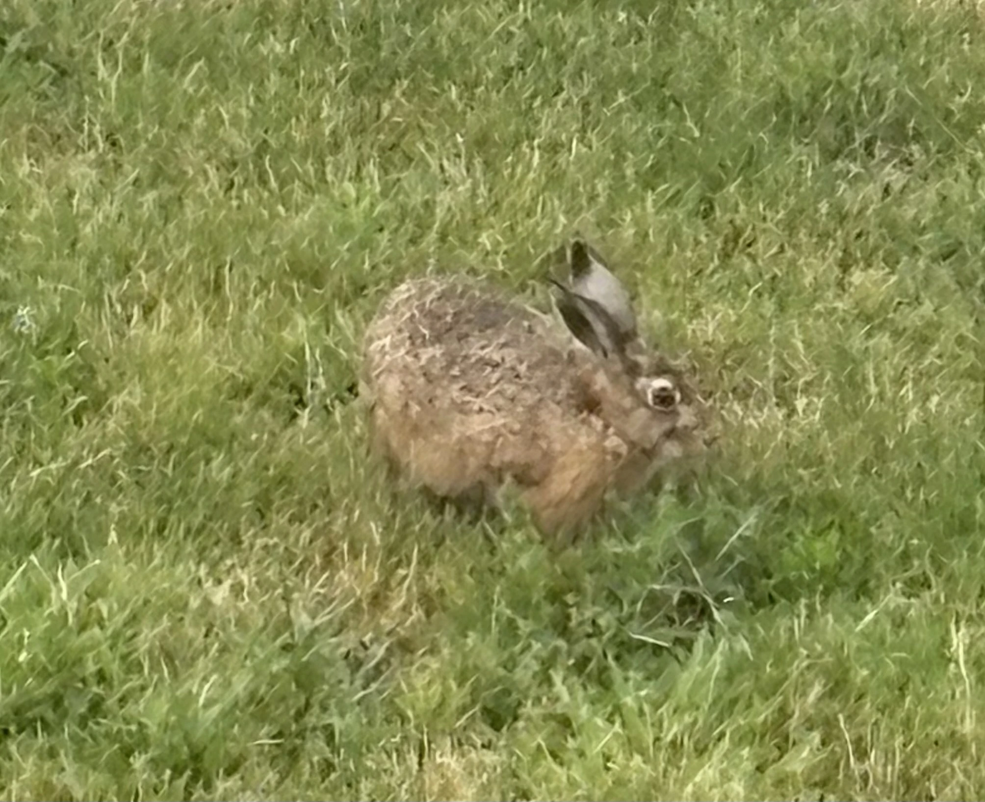 gubby but brown spotted in the backyard | Fandom