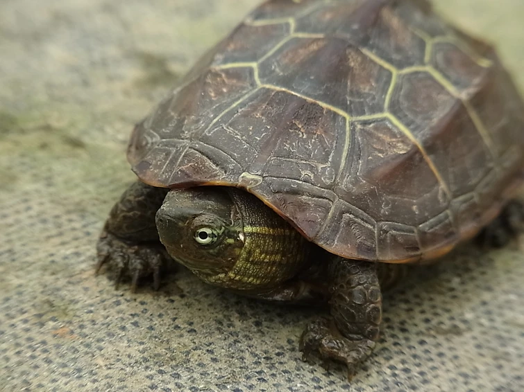 Explanation about the animals that appear in Wonderful Pretty Cure ...