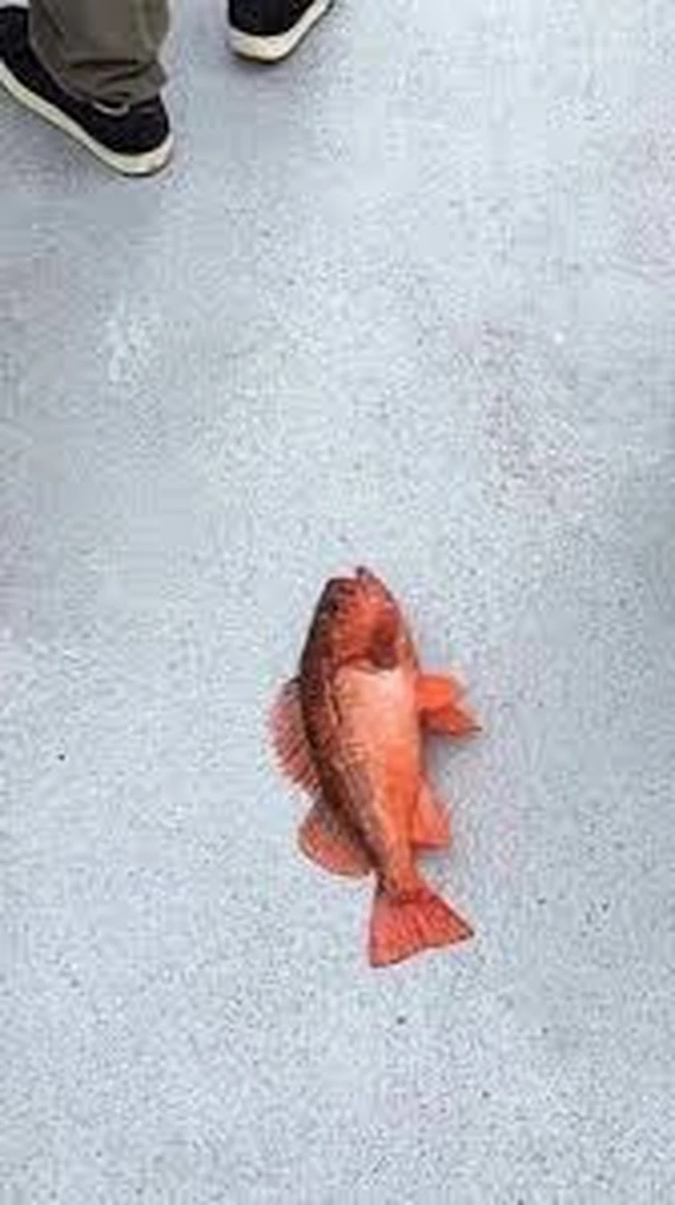 pressure oc | Fandom