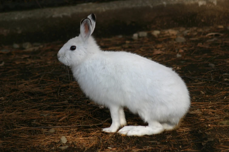 A pet rabbit named Daifuku appears in Wonderful Precure. So let me ...