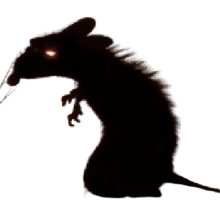 Discuss Everything About PNG Phobia Wiki | Fandom