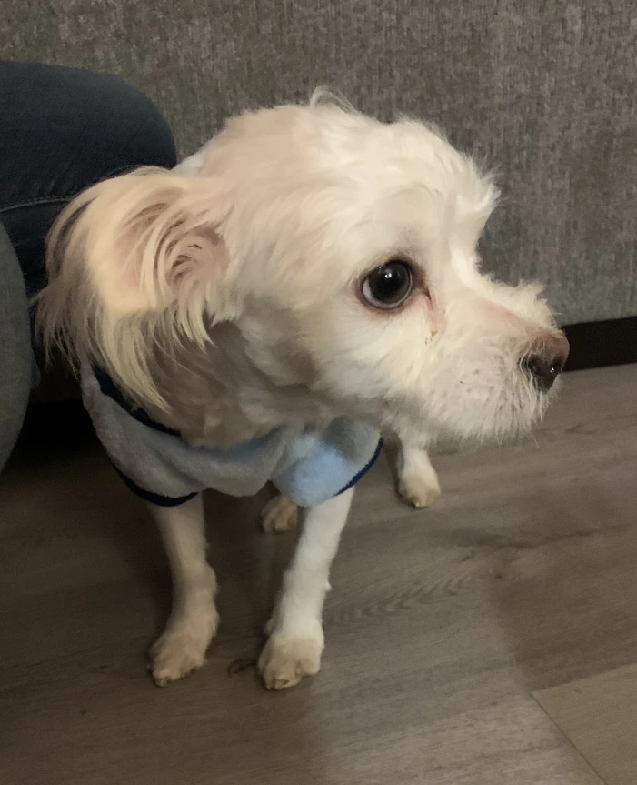 My dog! 💕 | Fandom