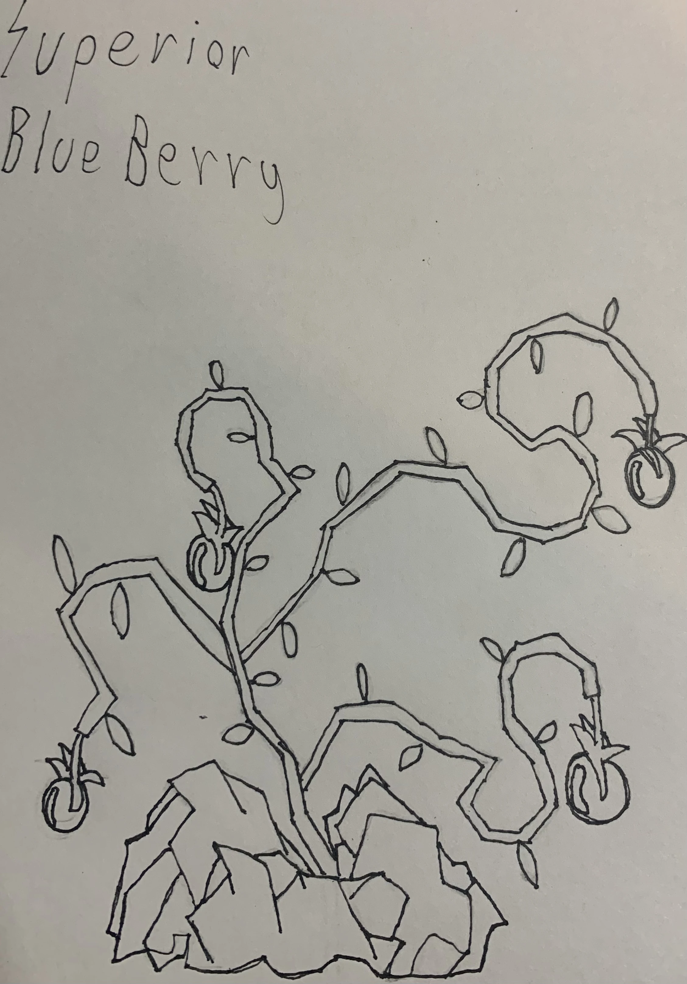 Superior Blueberry done! | Fandom