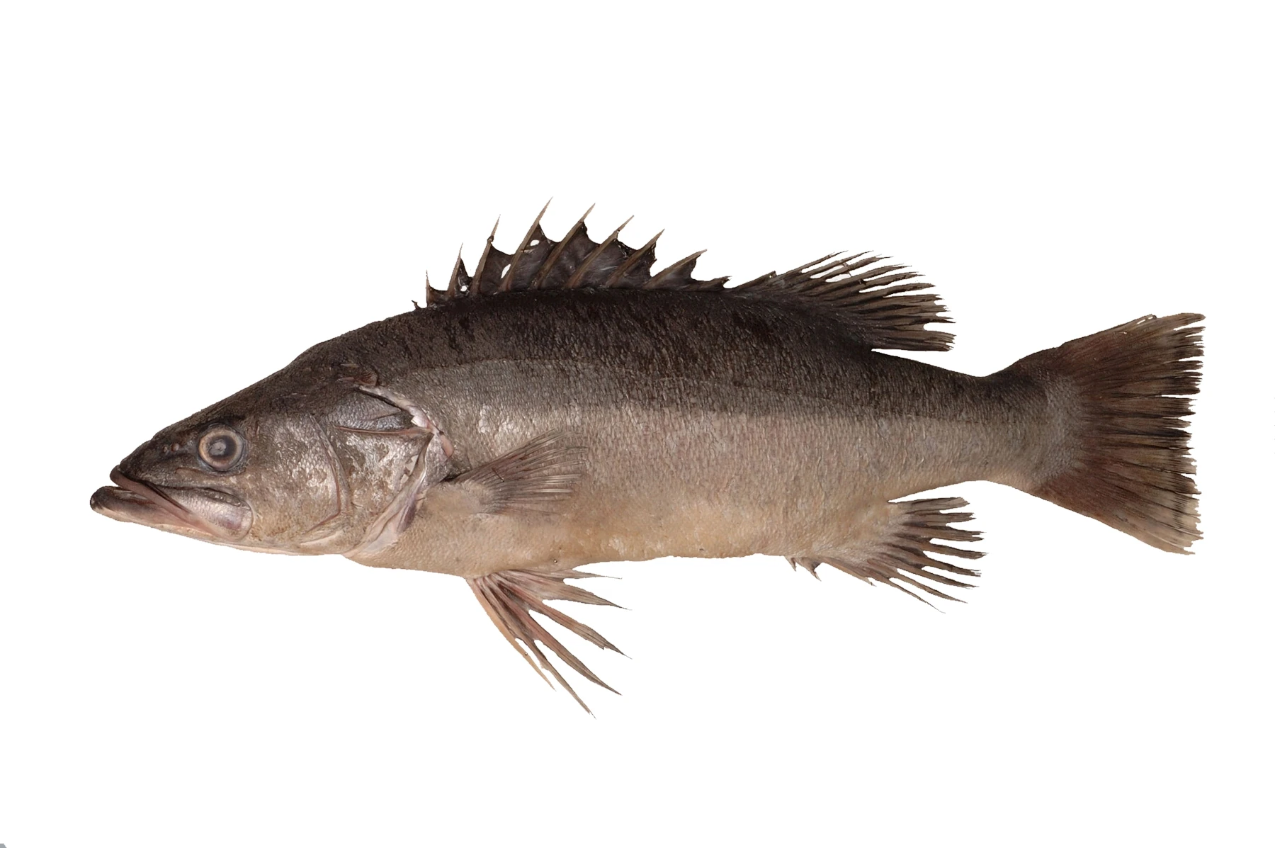 Hapuku Shark Cookie's page updated alot.. | Fandom