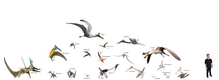Pterosaur Size Comparison Medley pt. 3 (E - G) | Fandom