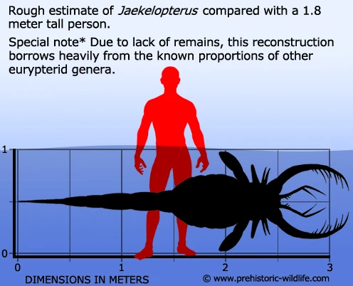 Jaekelopterus Rhenaniae The Giant Sea Scorpion