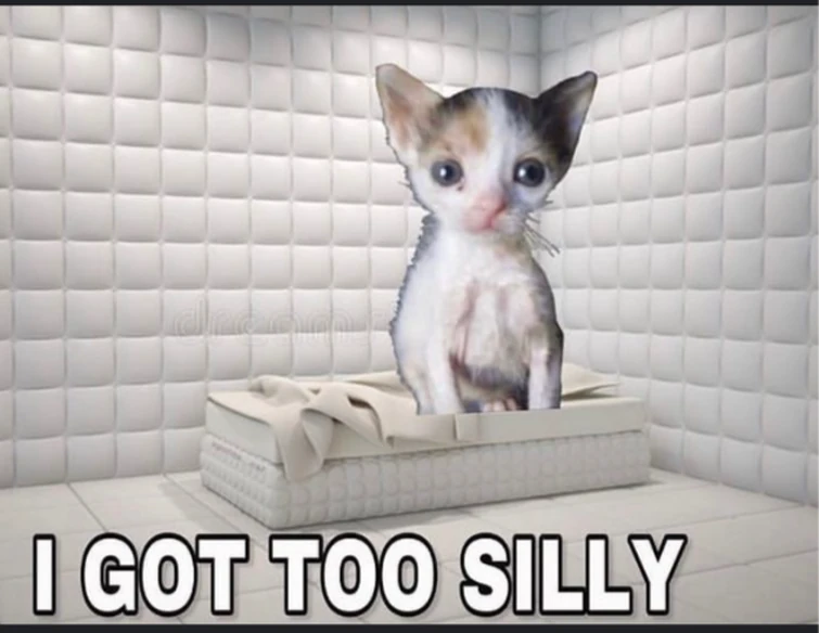 give me every silly cat meme | Fandom