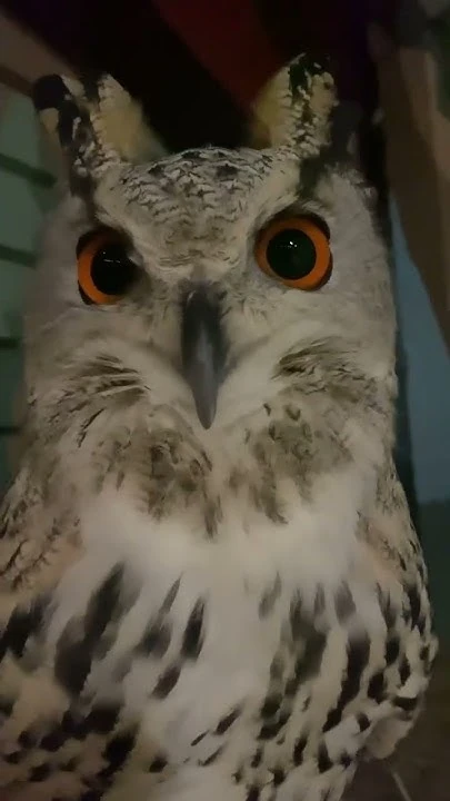 I think I'm getting blocked for owl posting | Fandom