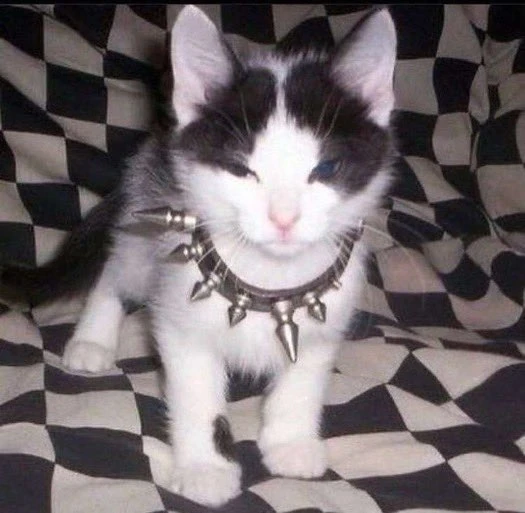 good night im gonnan go eep now ok bye | Fandom