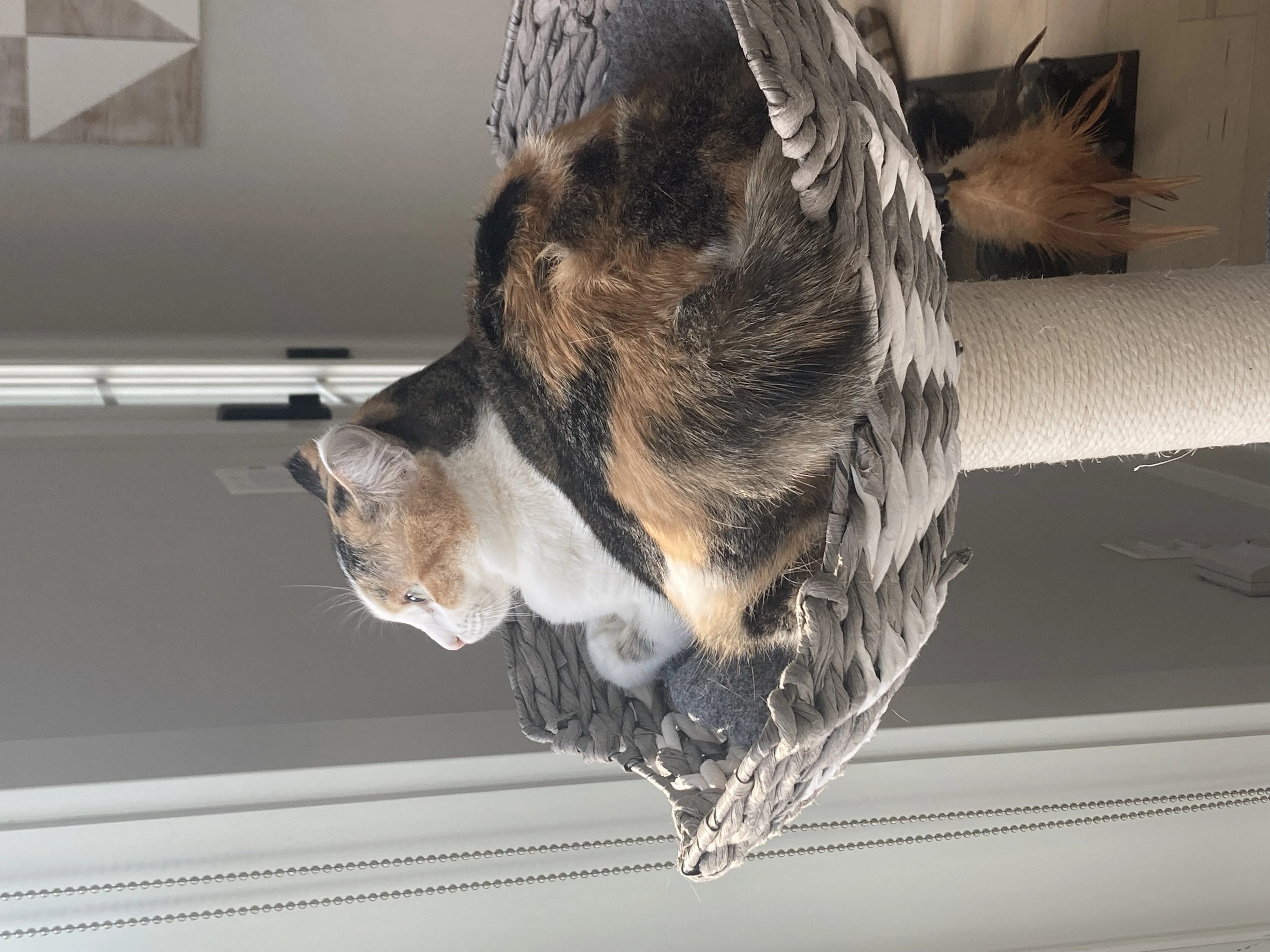 Daily Cat Image #624 | Fandom