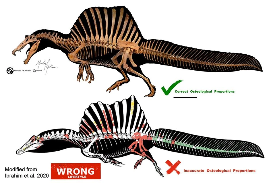 Interesting news on the Spinosaurus topic. | Fandom