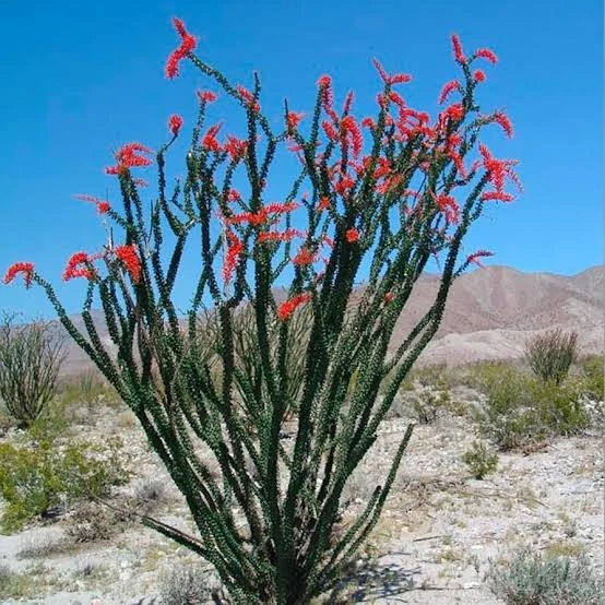 My explanation for the Yateveo Tree | Fandom