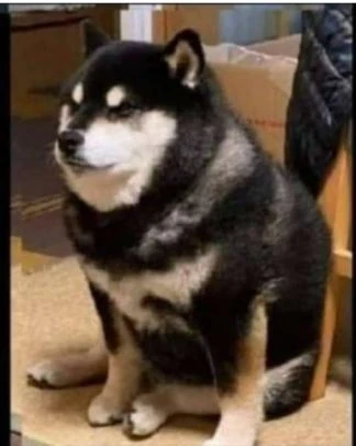 Cheems husky | Fandom