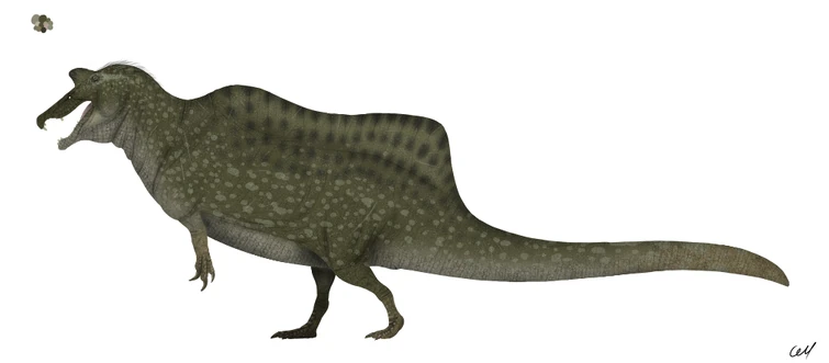 The Spinosaurus's reconstruction by versions | Fandom