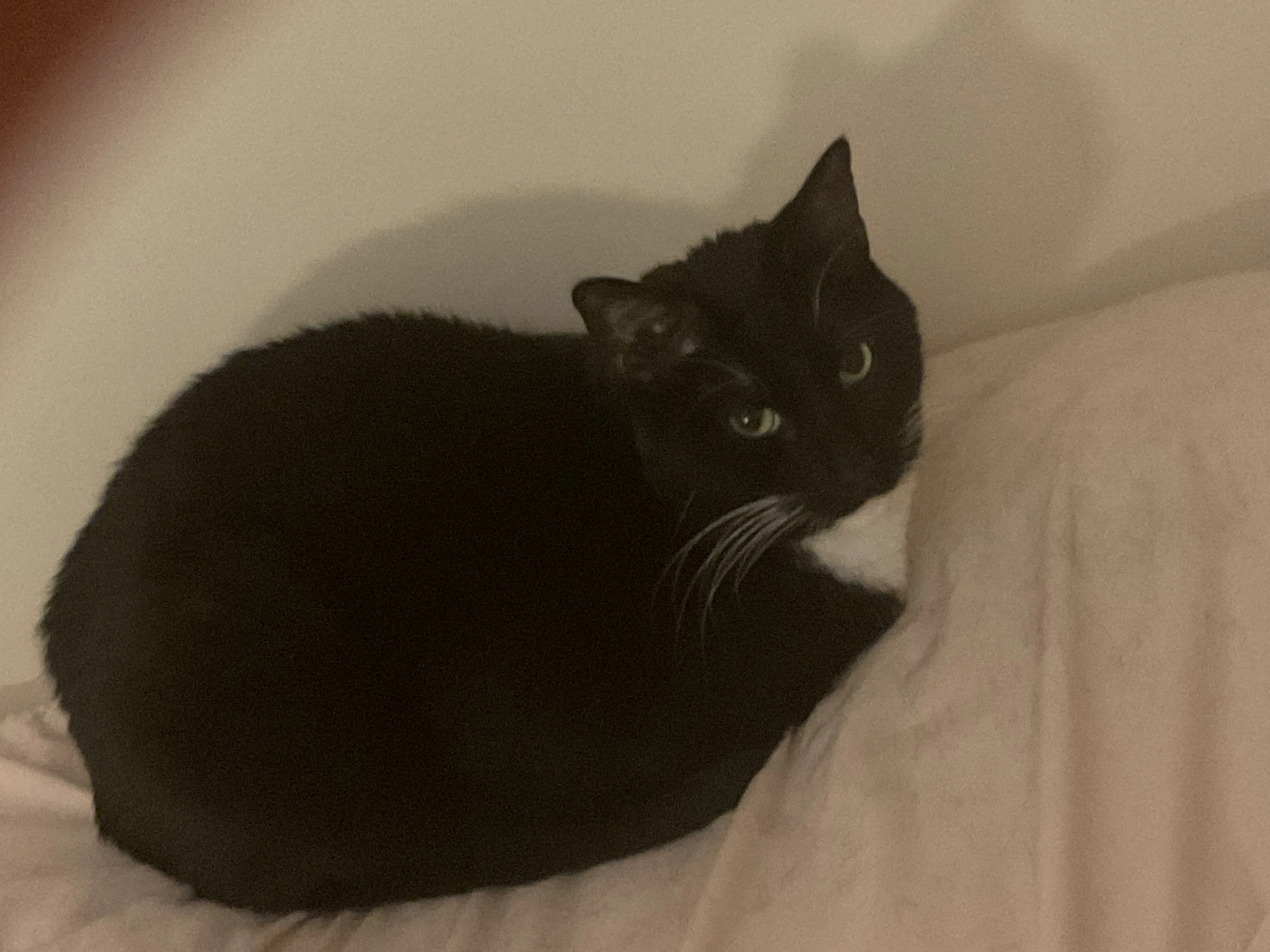 Daily Shadow - Day 103 | Fandom