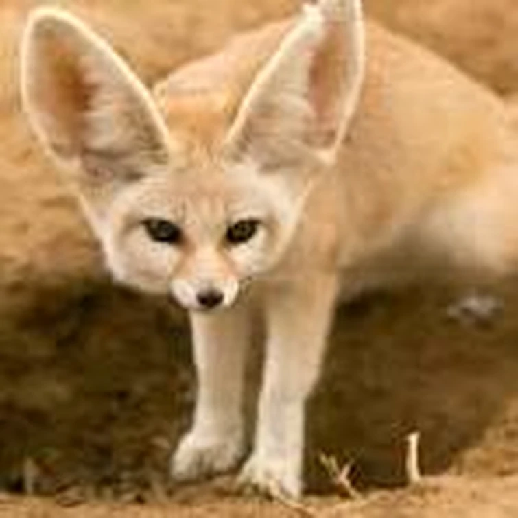 *drops an image while trying to grab chips* | Fandom