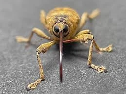 It's weevil wednesday | Fandom
