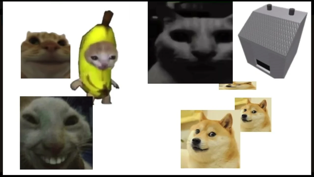 Boppity cat 6 released. | Fandom