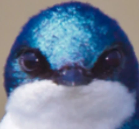 I’m going to explode | Fandom