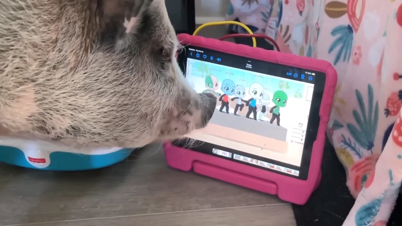 What does the BFDI Wiki think of this image? | Fandom