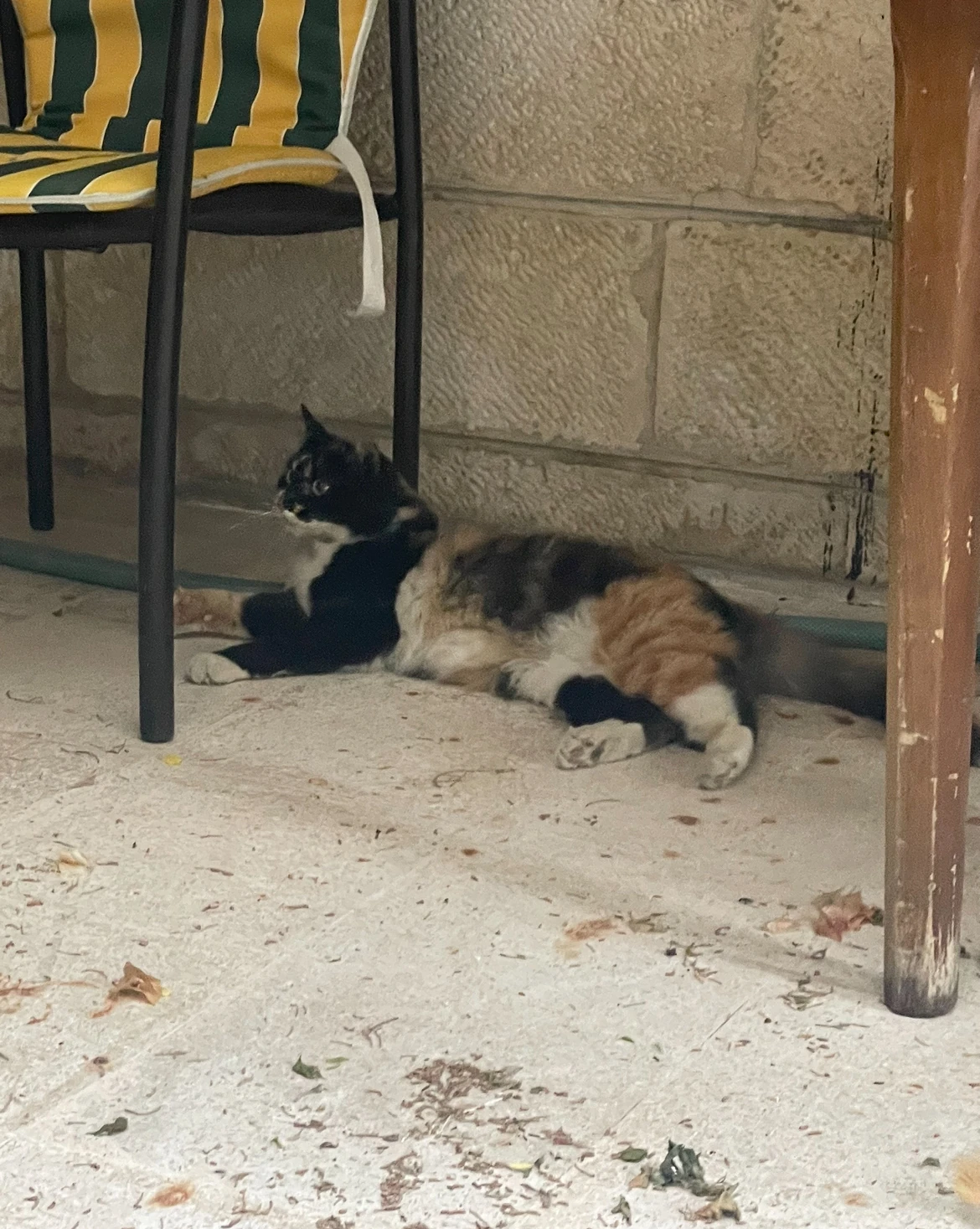 making your cats into pee cats | Fandom