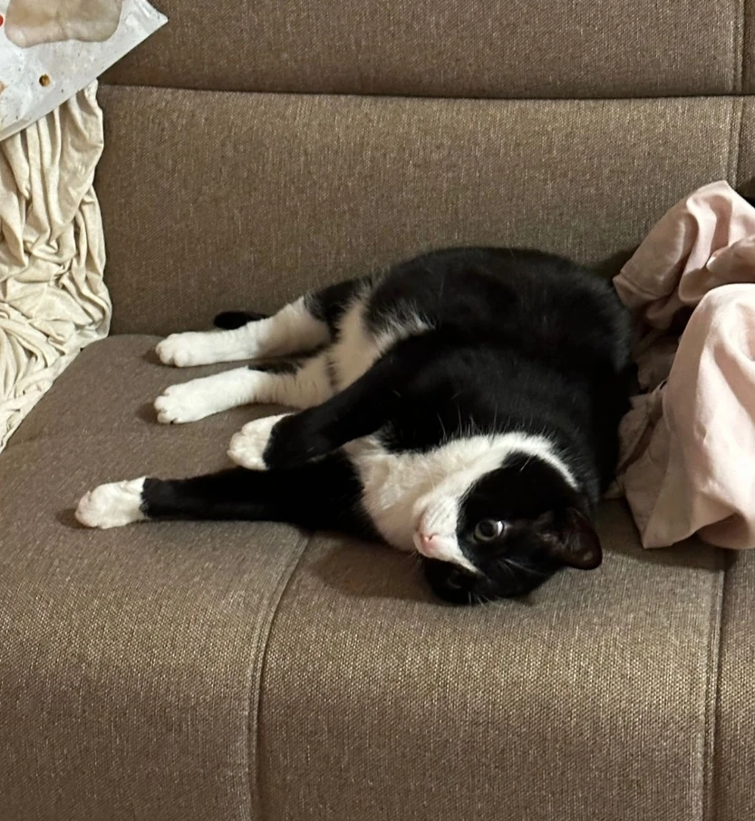 MY CAT | Fandom