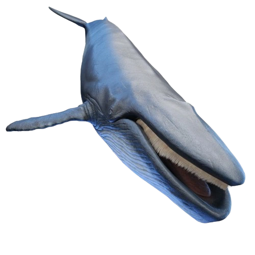 Blue Whale | Fandom