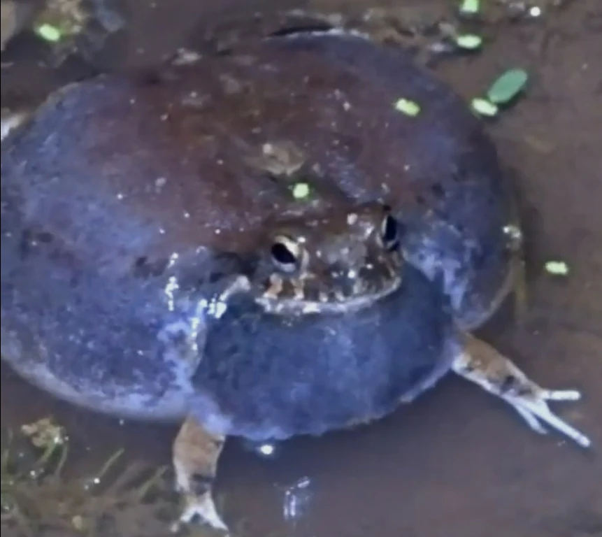 fanmade monsters be like 3: multiple sounds | Fandom