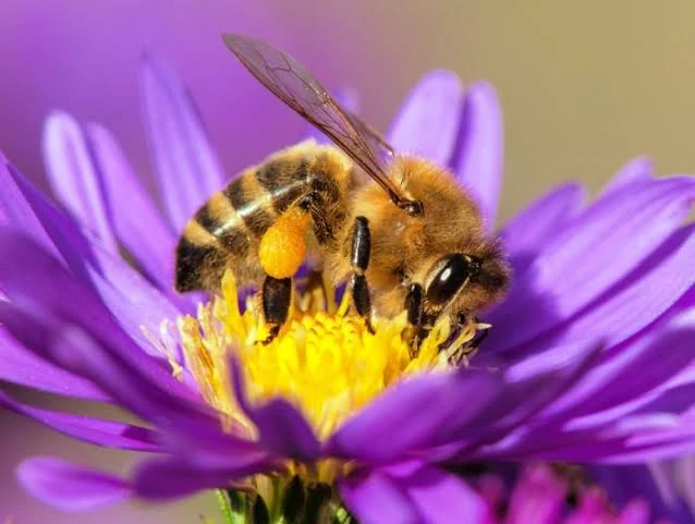 bee in a flower. because i know some of you need this | Fandom