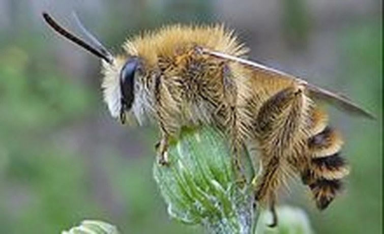 FUZZY BEE IN REAL LIFE (NOT CLICKBAIT) (GONE WRONG) (FREE MYTHIC EGG ...