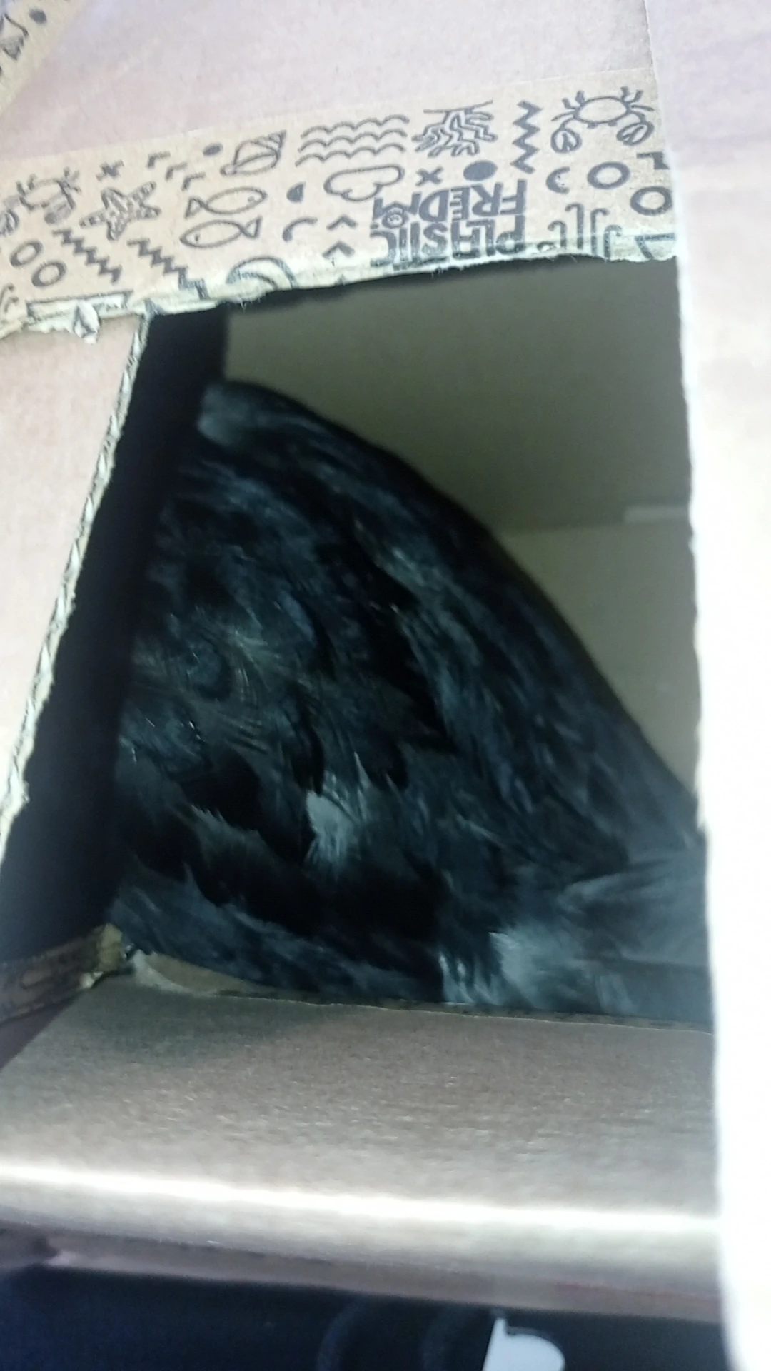 How's everyone going? + Bird Rescue | Fandom