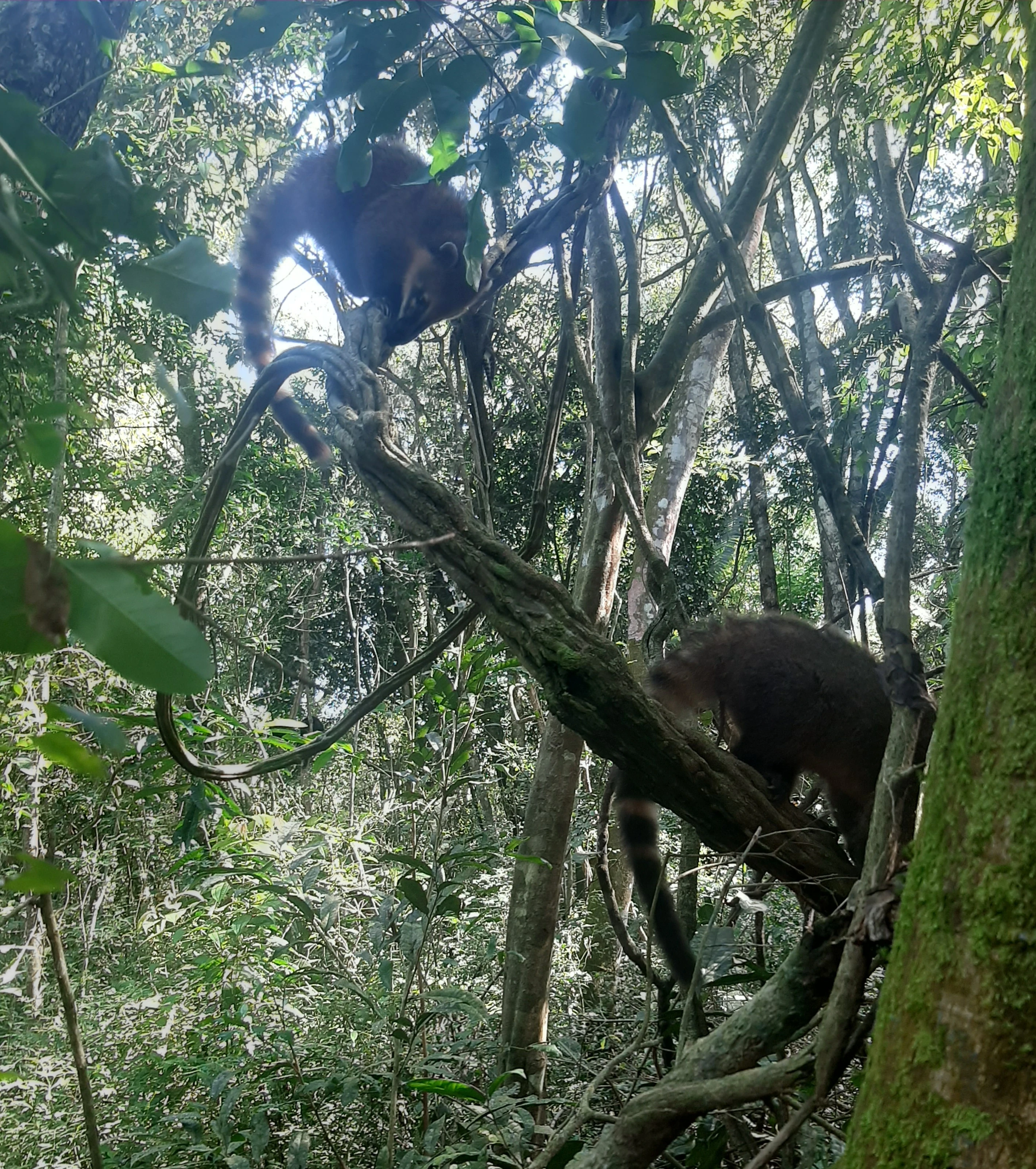 Coaties in da trees | Fandom