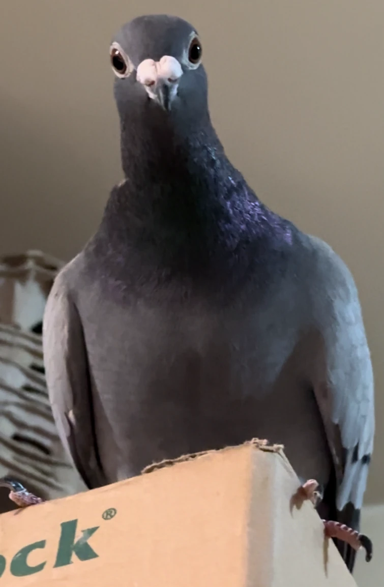 What’s the galaxy event egg hatch chance? | Fandom