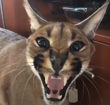 Discuss Everything About The Beluga Cinematic Universe Wiki | Fandom