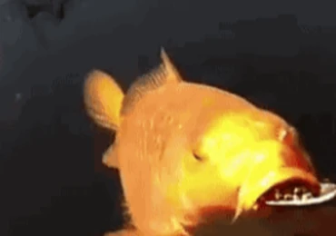 Discuss Everything About Glagglepedia Wiki | Fandom