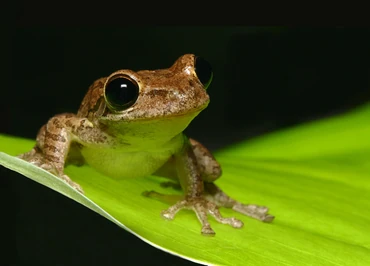 Discuss Everything About Kaijuverse Wiki | Fandom