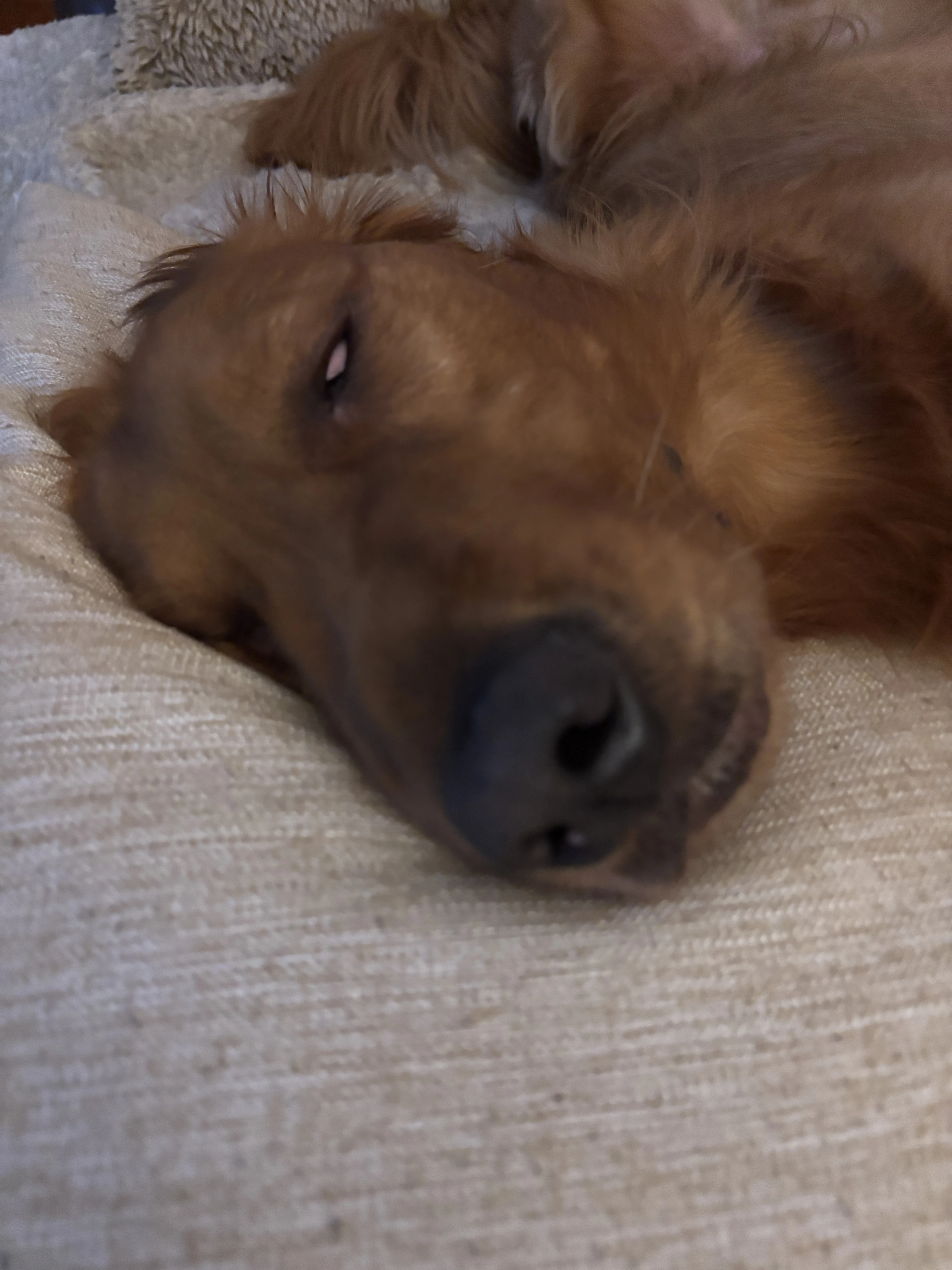 My dogs a lil sleepy | Fandom