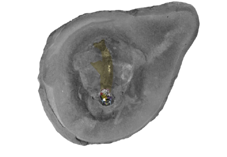 the real Pohlsepia | Fandom