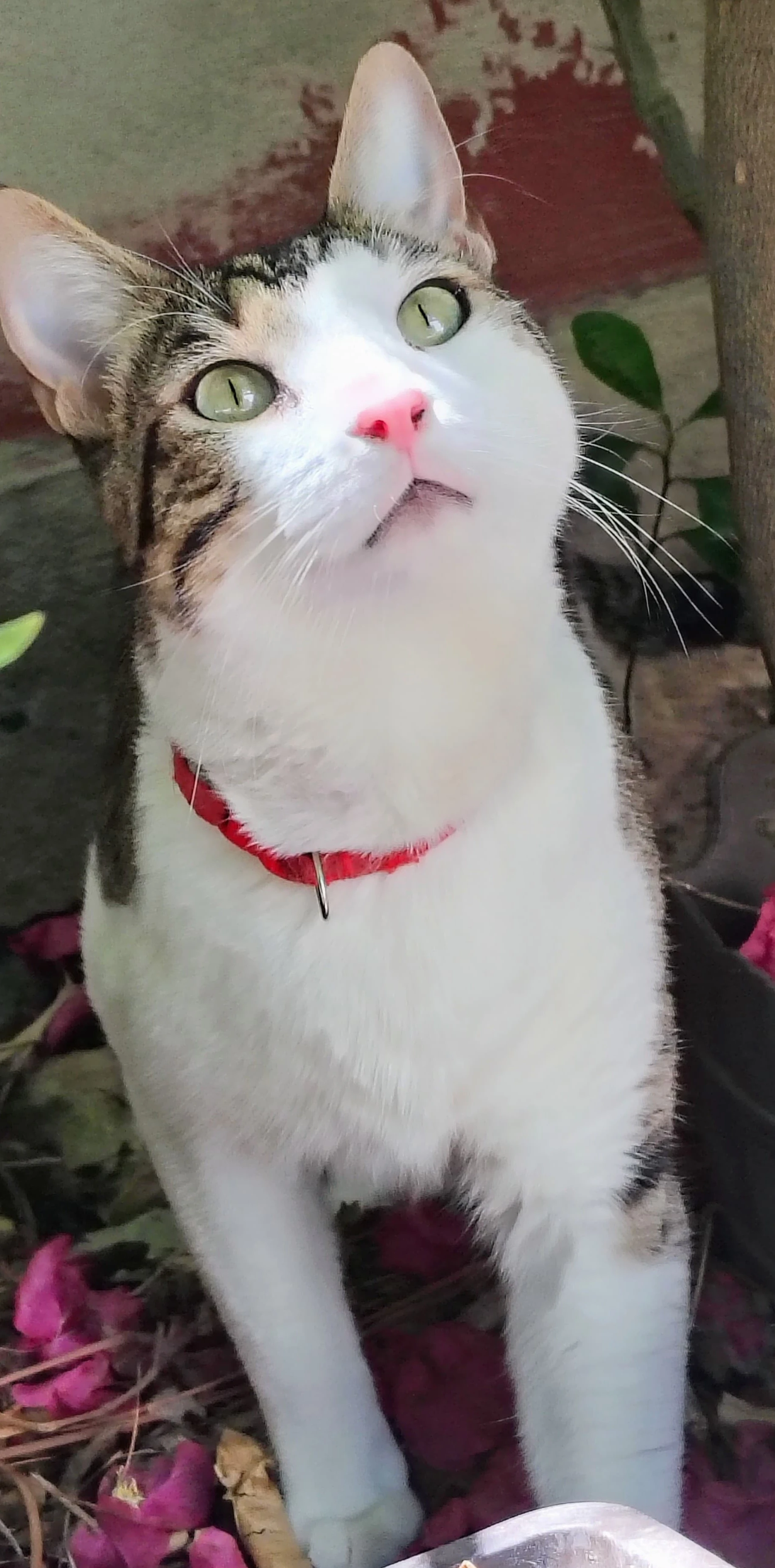 meow catpost | Fandom