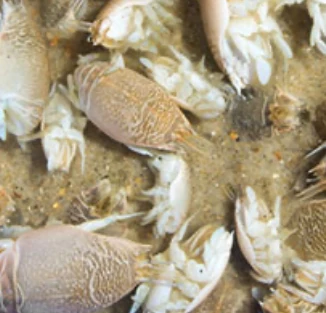 Today, I found out sand fleas are actually called mole crabs. | Fandom