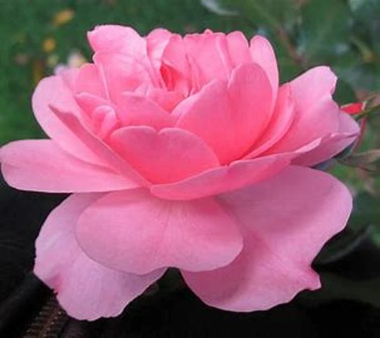 Sonic Characters but... | Fandom