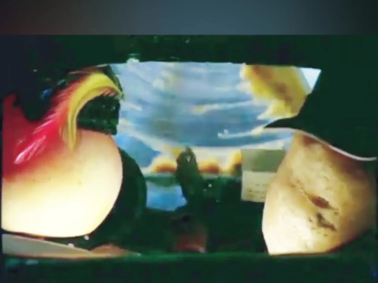 Discuss Everything About Between the Lions Wiki | Fandom