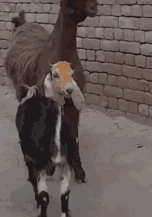 Goat gifs #1 | Fandom