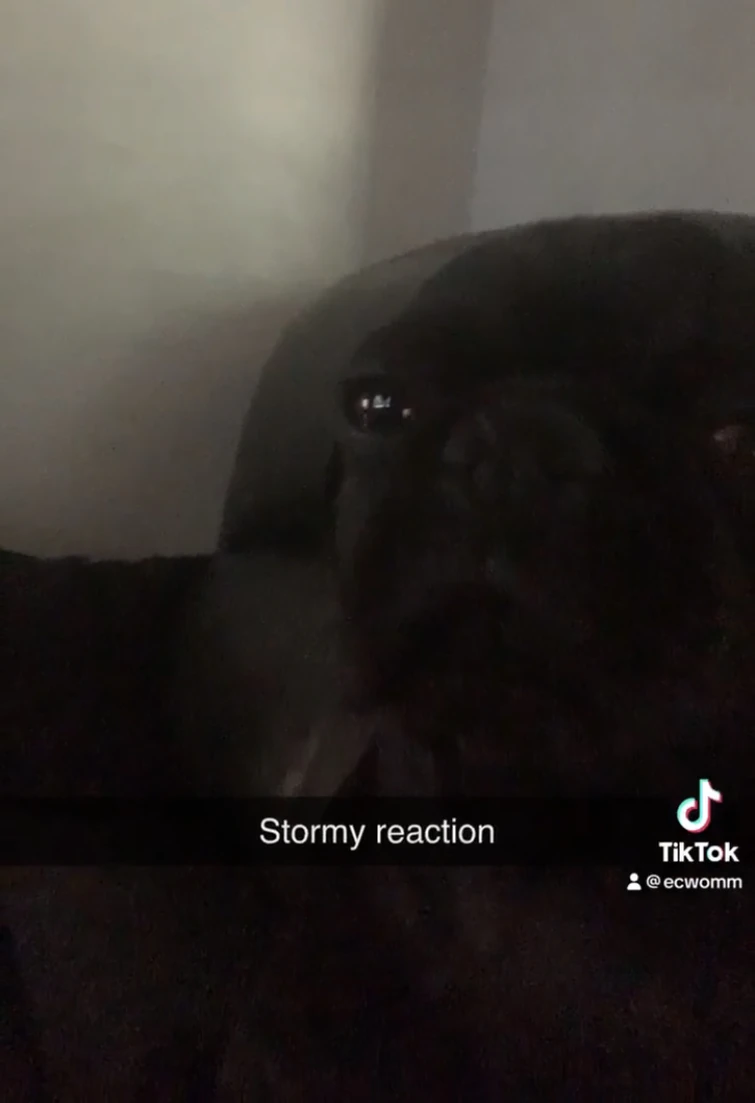 Sigma dog | Fandom