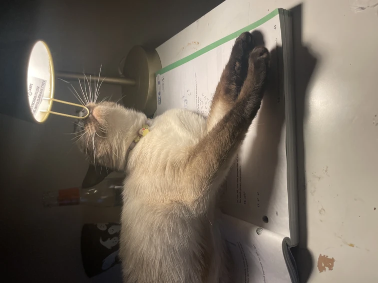 MY LITTLE PSPSPSPSPS | Fandom