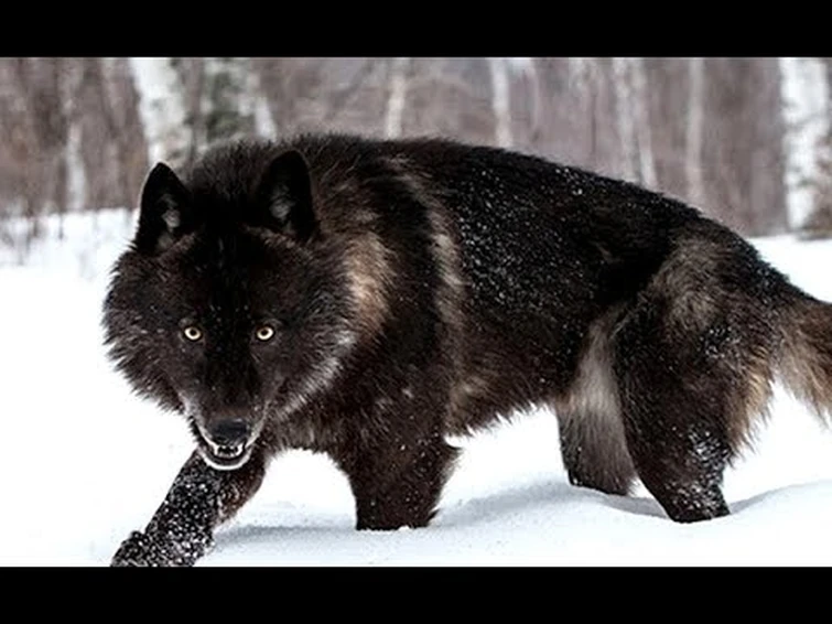 My quirk in bnha... IF I HAD ONE!! | Fandom